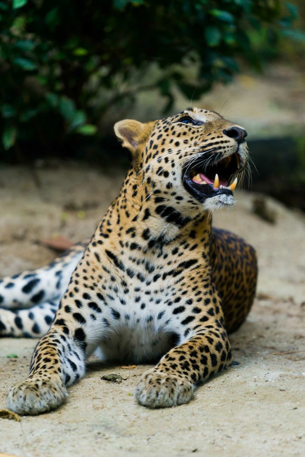 Mon animal totem : La panthère - Symbolique et signification